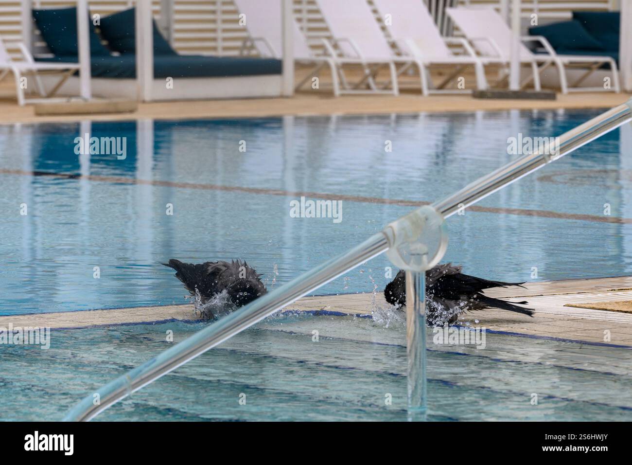 Ravens drink the swimming pool water Photographed at a hotel resort ...