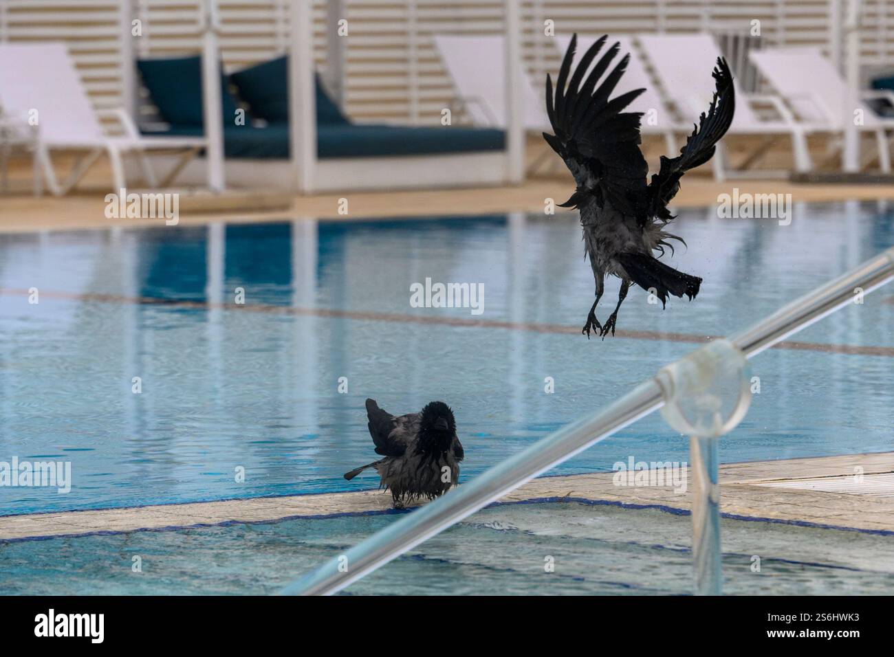 Ravens drink the swimming pool water Photographed at a hotel resort ...