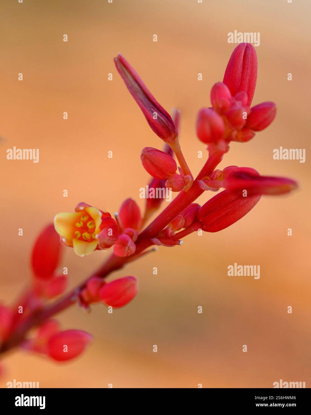 Hummingbird morphology hi-res stock photography and images - Alamy