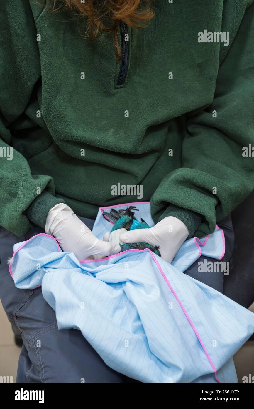 Wildlife hospital staff are treating a white-throated kingfisher ...