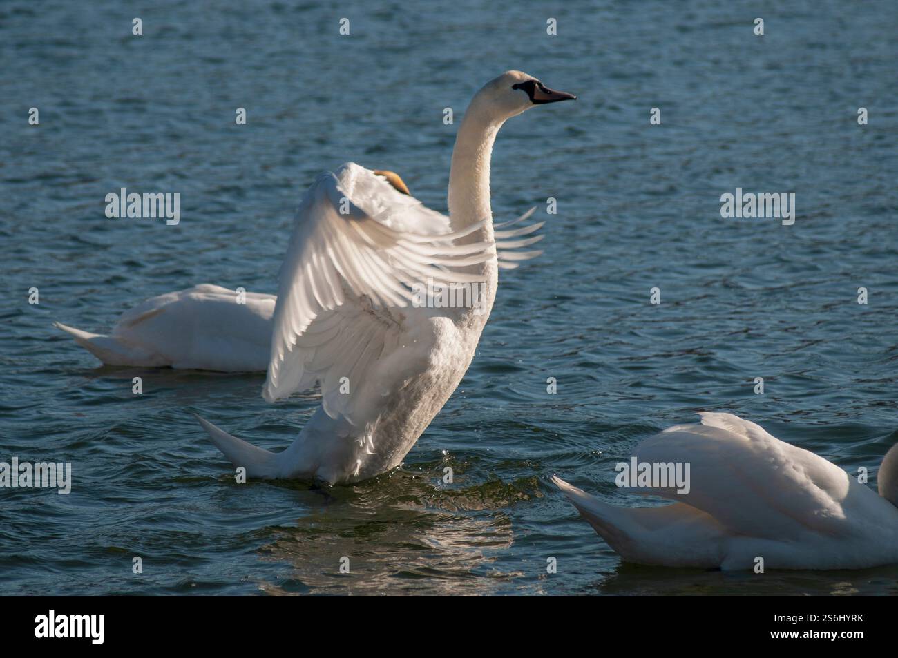 the swan spreads its wings on the shore of the lake under the bright ...