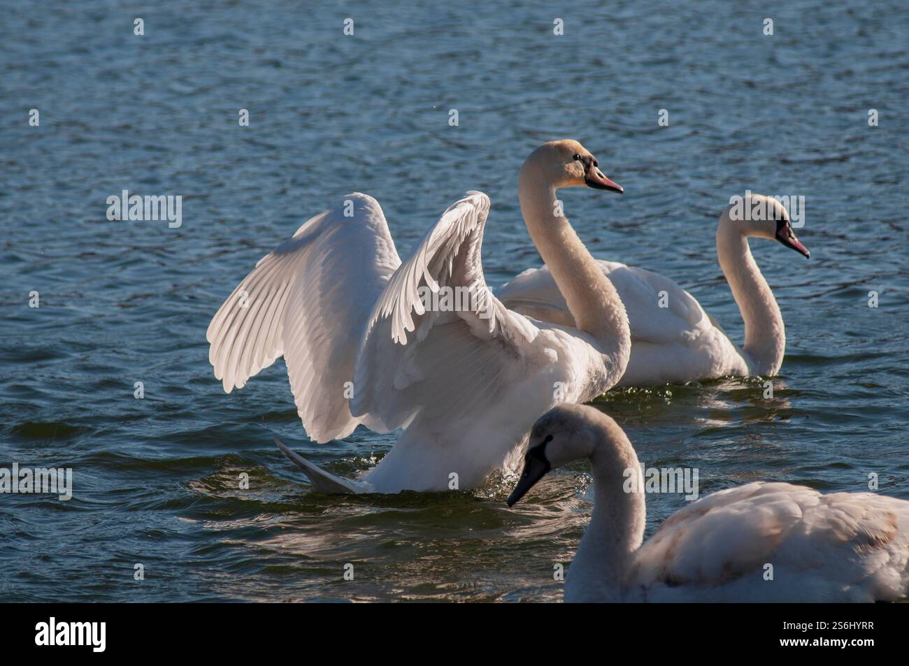the swan spreads its wings on the shore of the lake under the bright ...