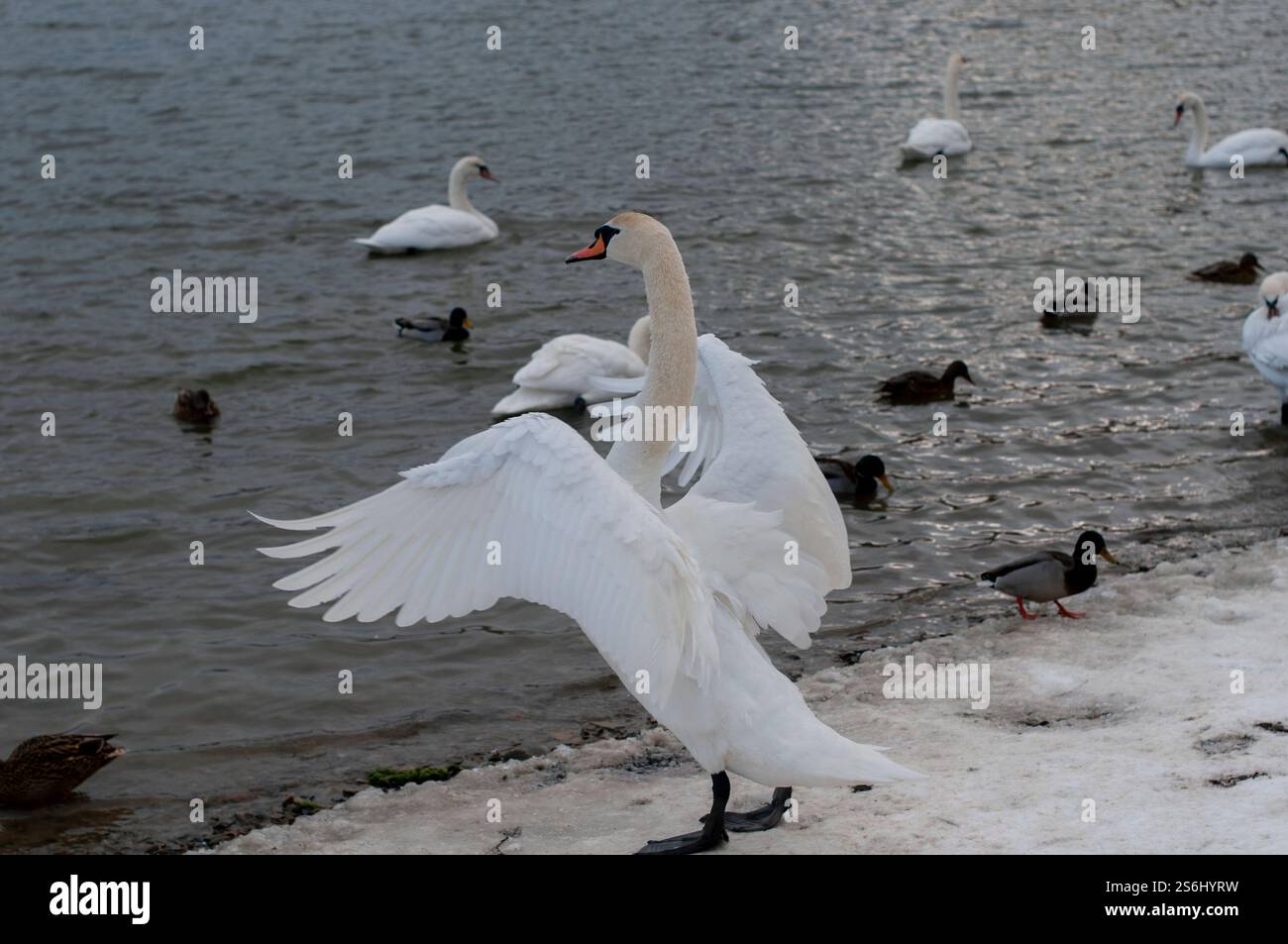 the swan spreads its wings on the shore of the lake under the bright ...
