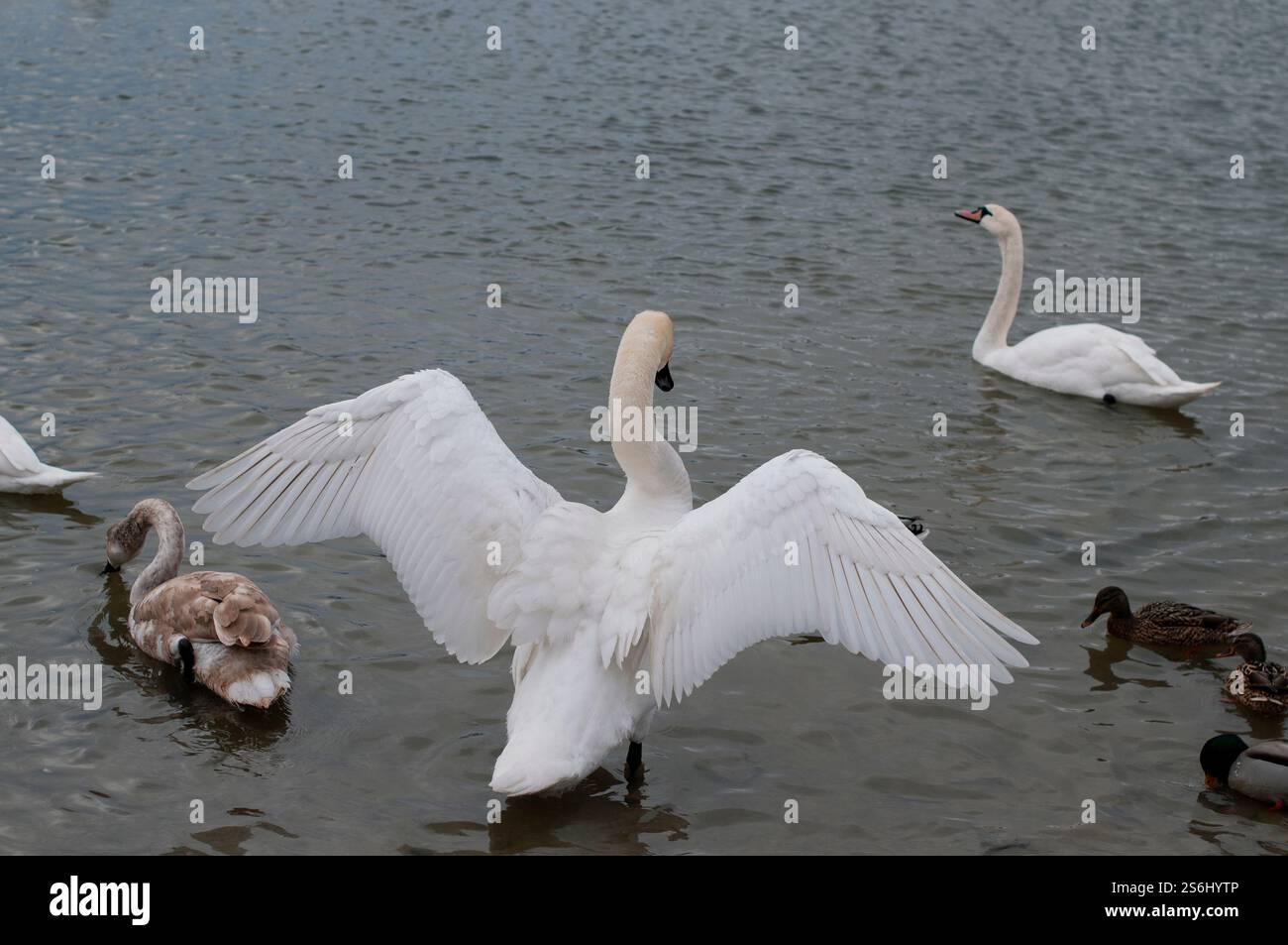 the swan spreads its wings on the shore of the lake under the bright ...