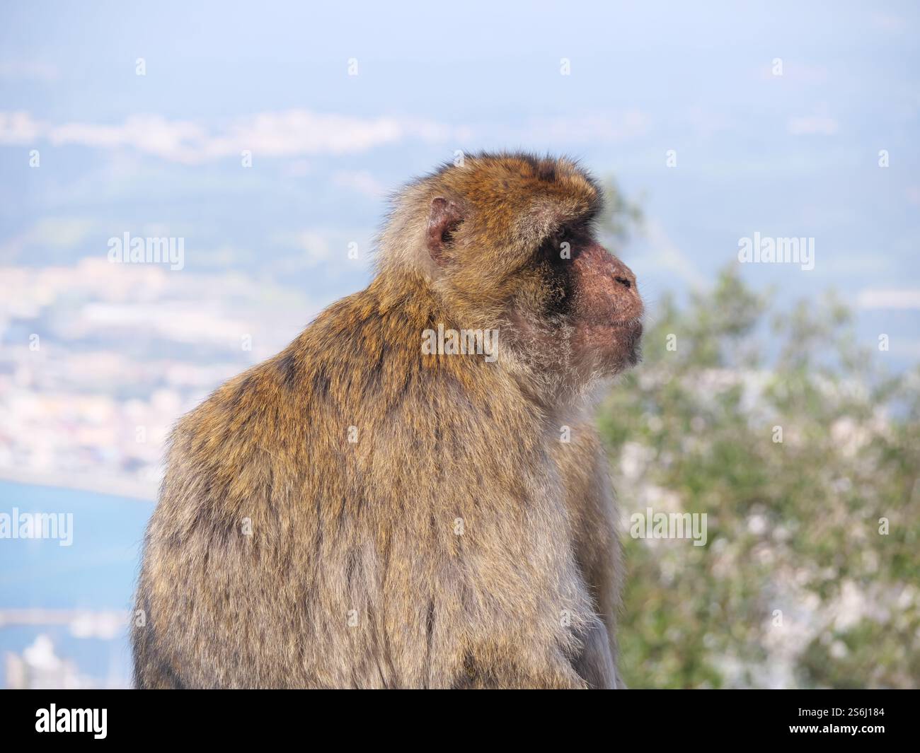 Wild Barbary macaque Macaca sylvanus on the Rock of Gibraltar Stock ...