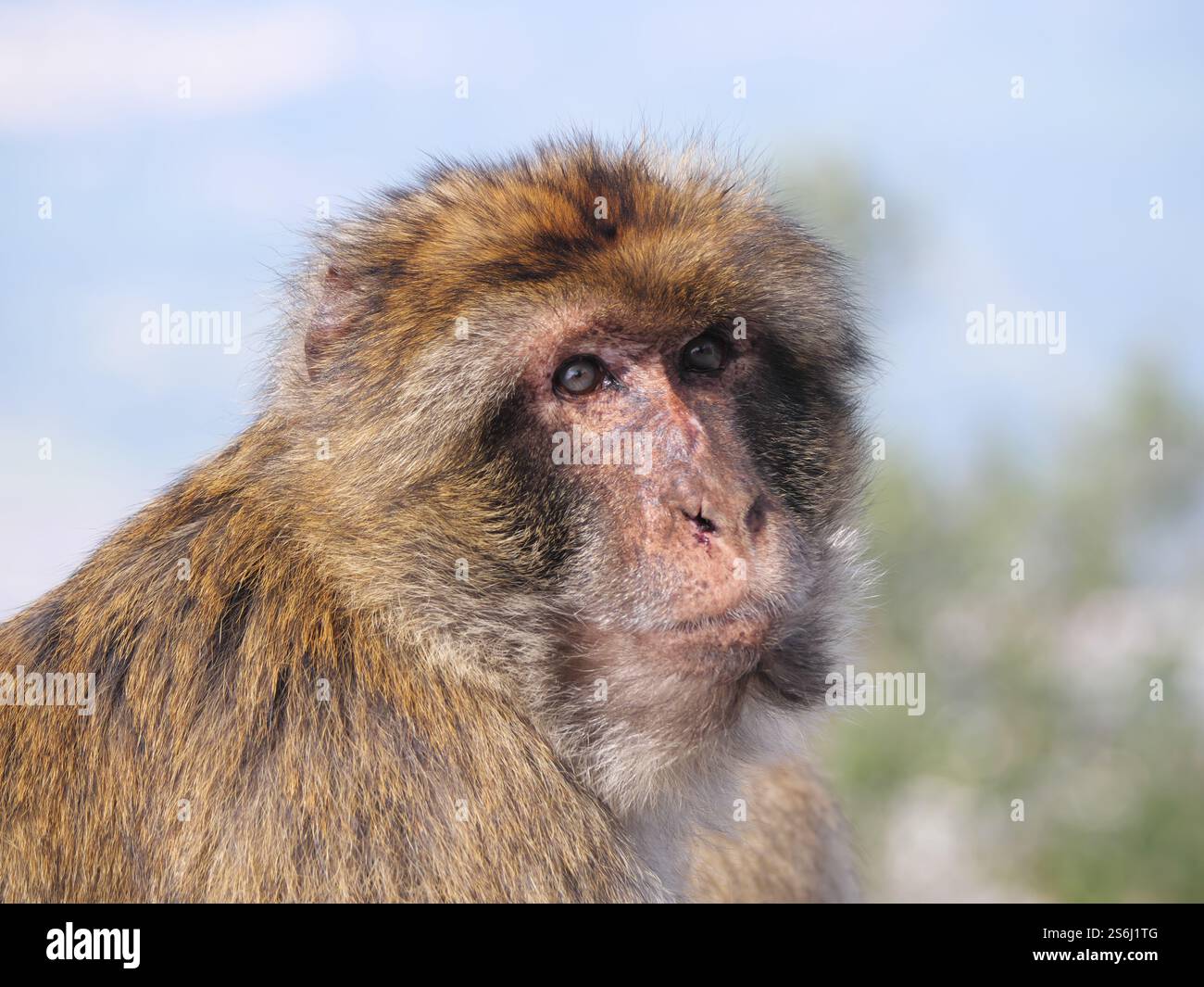 Wild Barbary macaque Macaca sylvanus on the Rock of Gibraltar Stock ...