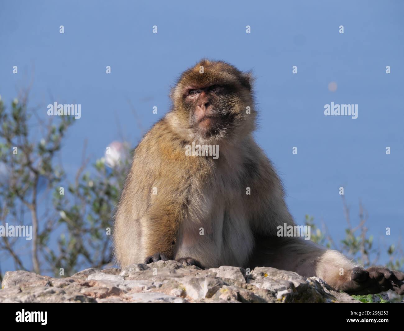 Wild Barbary macaque Macaca sylvanus on the Rock of Gibraltar Stock ...