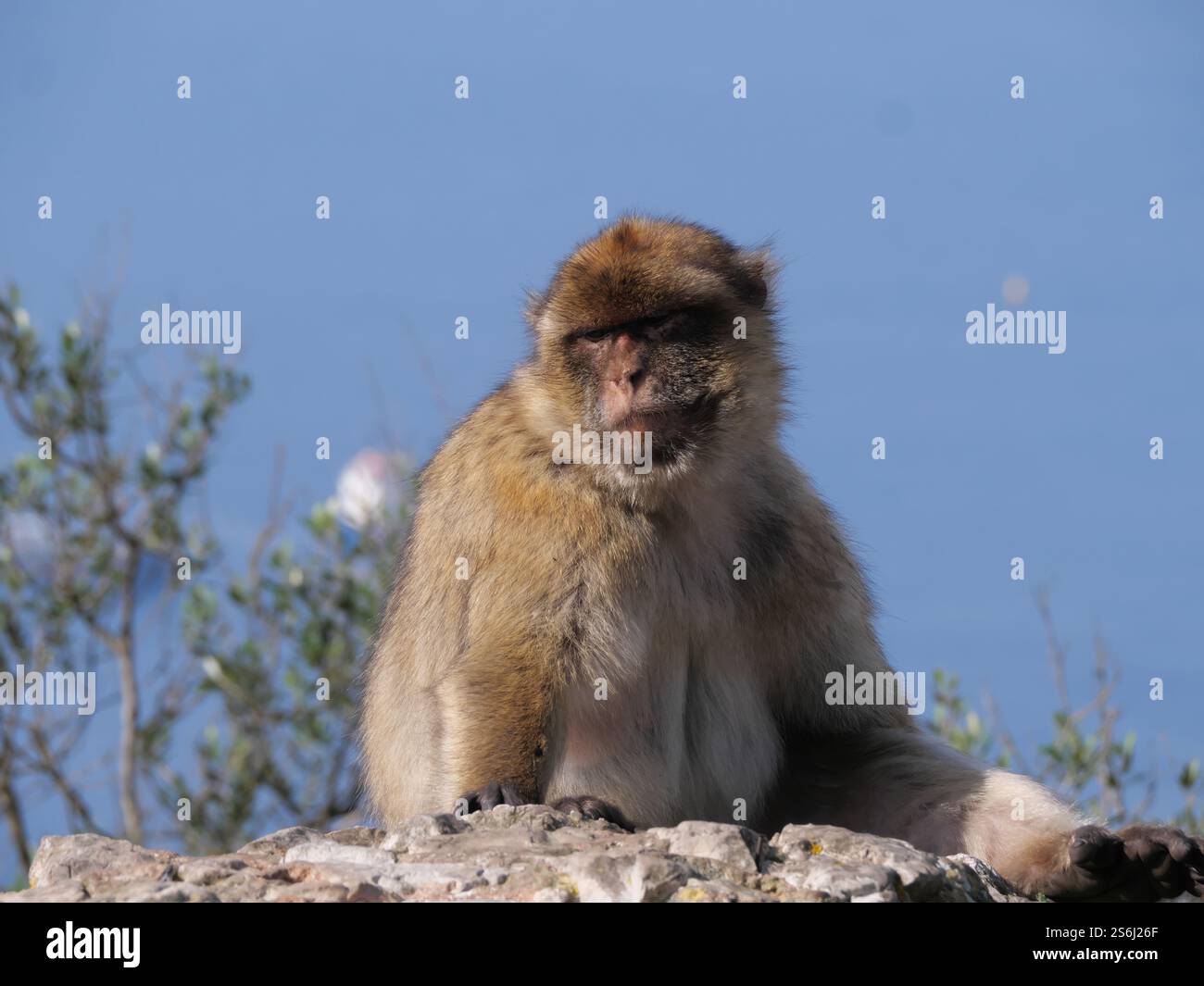 Wild Barbary macaque Macaca sylvanus on the Rock of Gibraltar Stock ...