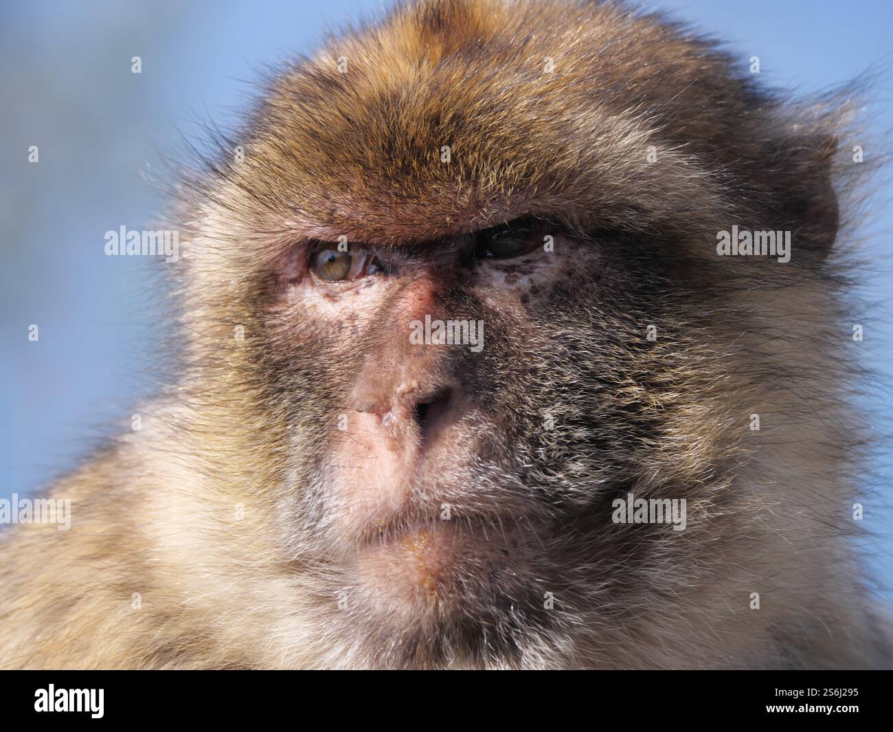 Wild Barbary macaque Macaca sylvanus on the Rock of Gibraltar Stock ...
