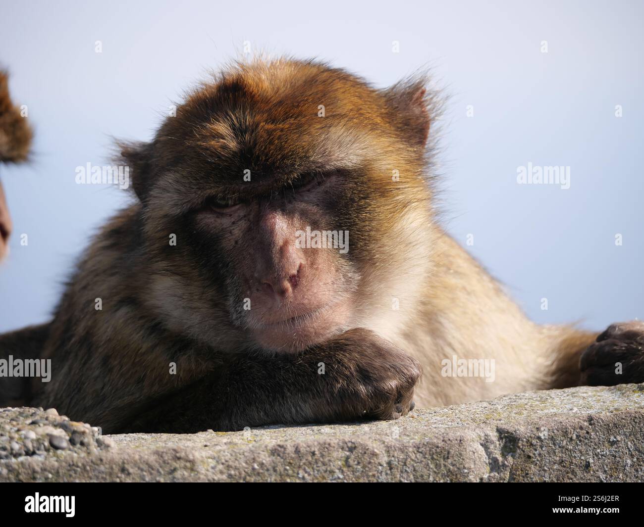Wild Barbary macaque Macaca sylvanus on the Rock of Gibraltar Stock ...