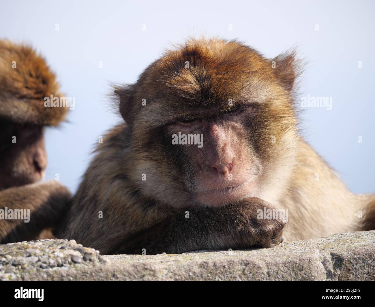 Wild Barbary macaque Macaca sylvanus on the Rock of Gibraltar Stock ...