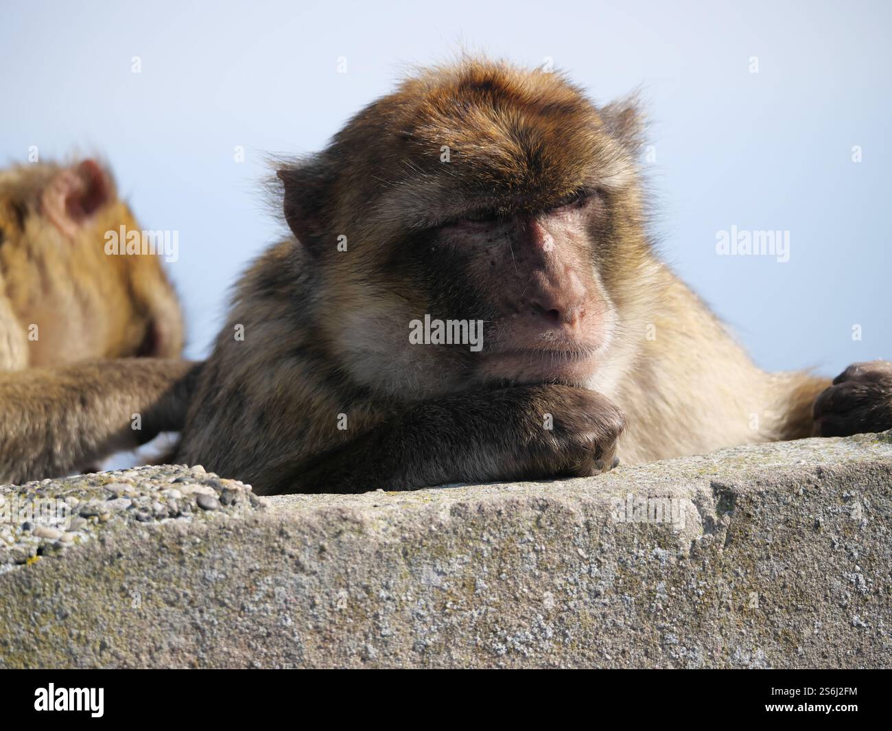 Wild Barbary macaque Macaca sylvanus on the Rock of Gibraltar Stock ...
