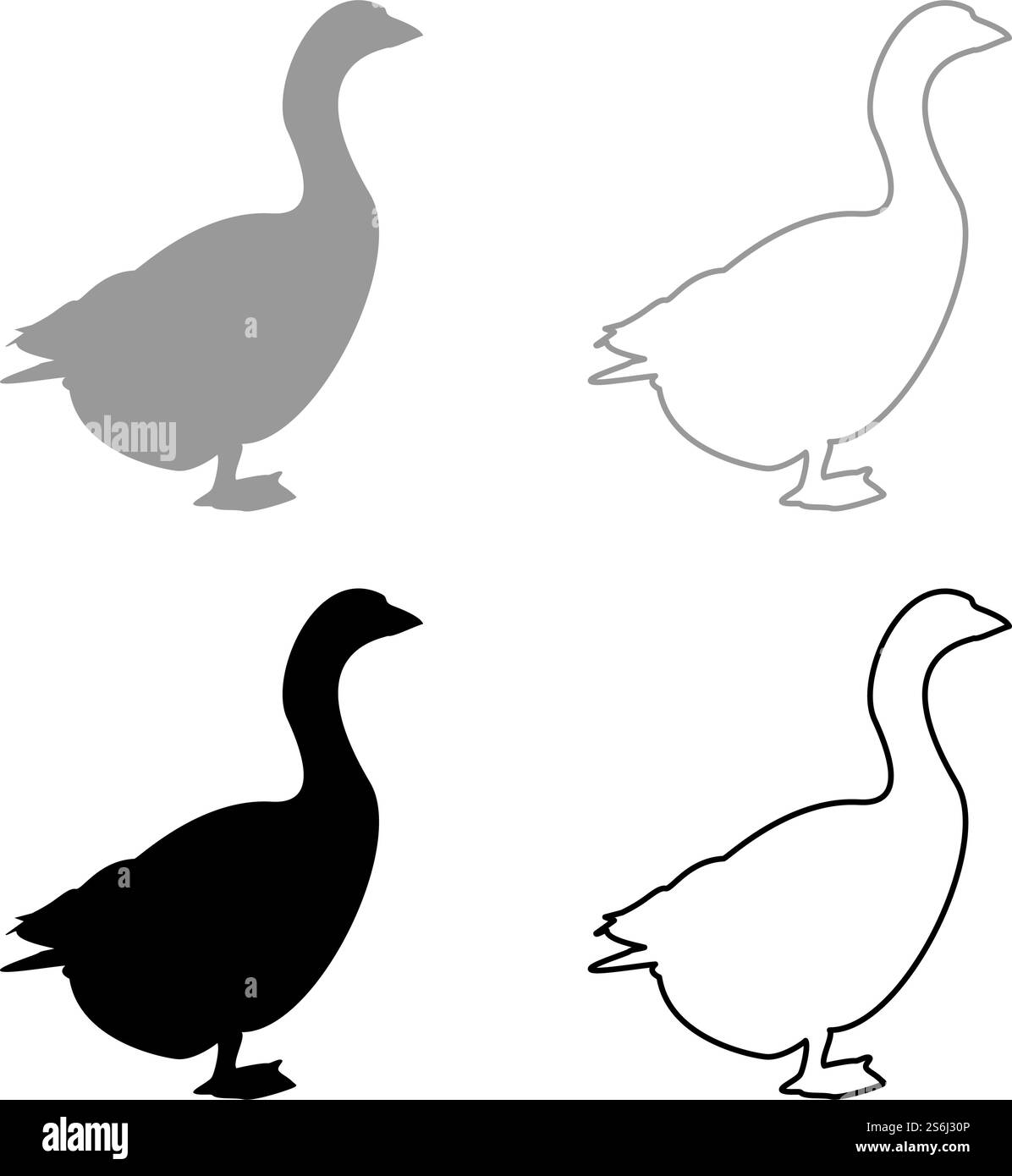Grey gosling Black and White Stock Photos & Images - Alamy