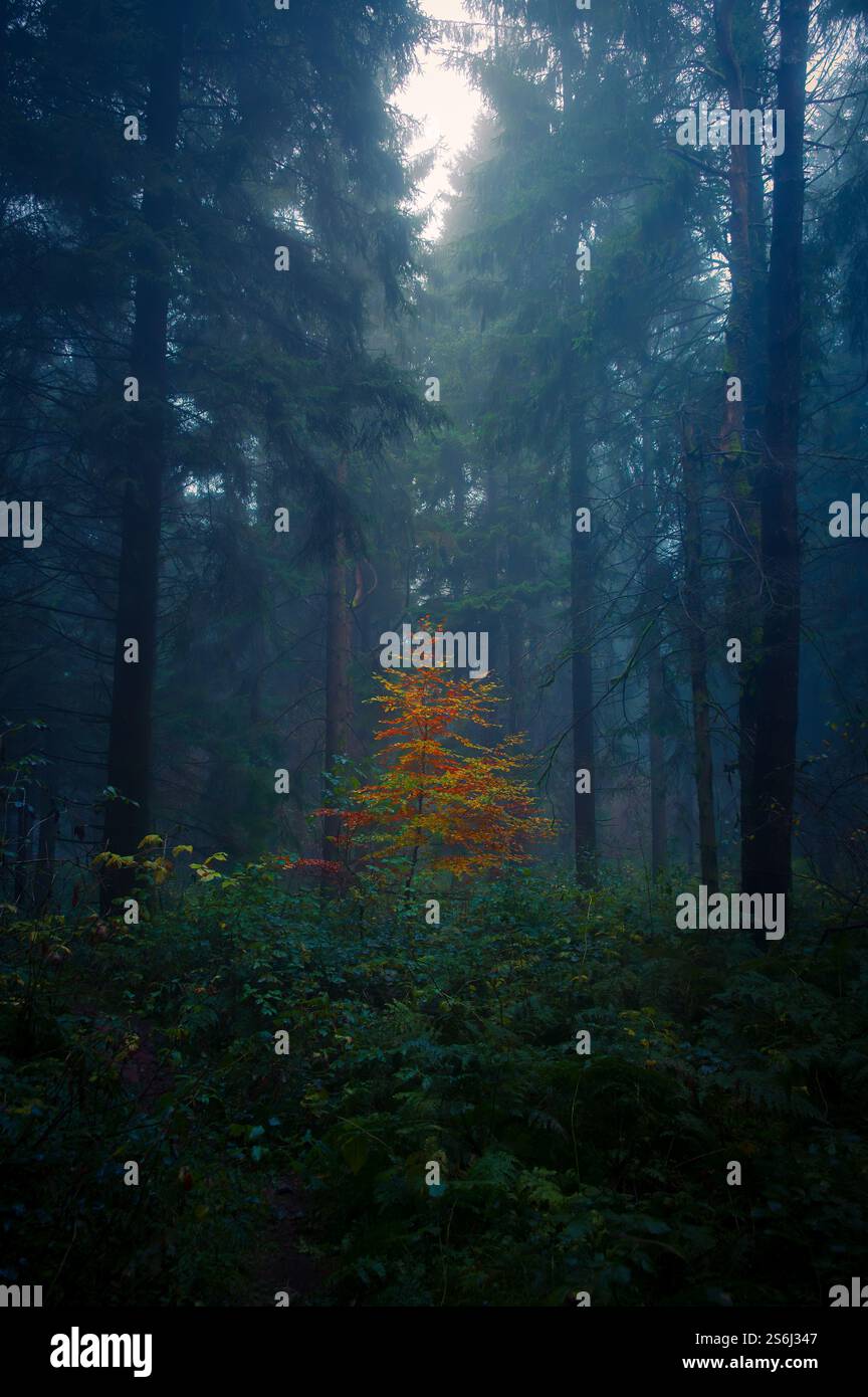 A single small tree with autumn colours in a glade surrounded by pine ...