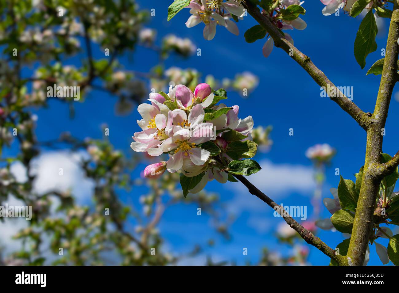 Apple Blossom in Springtime. A close-up picture of flowers on an apple ...