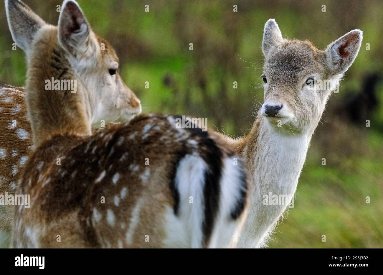 Fallow deer is the common name for species of deer in the genus Dama of ...