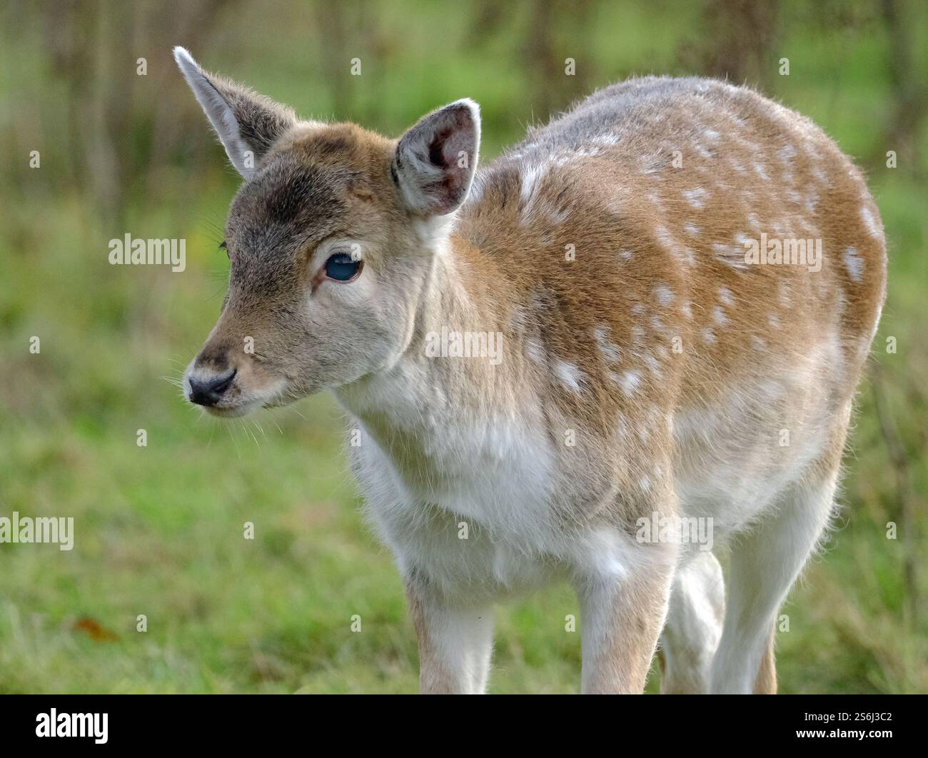 Fallow deer is the common name for species of deer in the genus Dama of ...