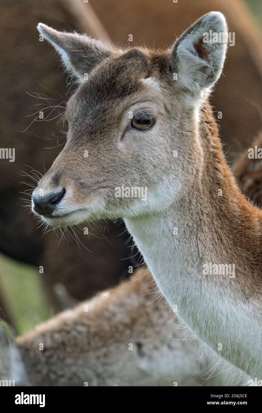 Fallow deer is the common name for species of deer in the genus Dama of ...
