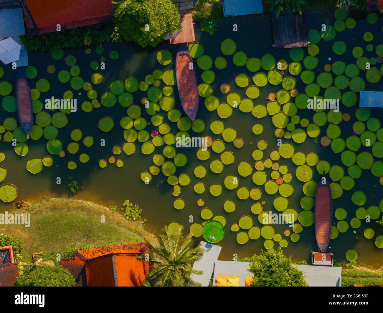 Aerial View of Lotus Pond with Wooden Boats in Phuket, Thailand Stock ...