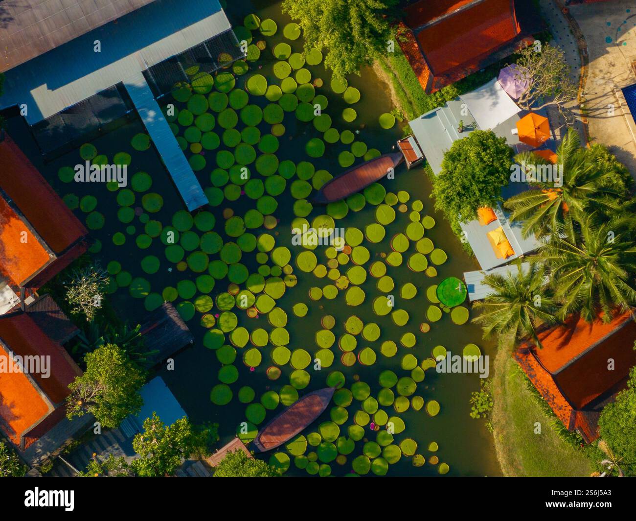 Aerial View of Lotus Pond and Thai Style Buildings in Thailand Stock ...