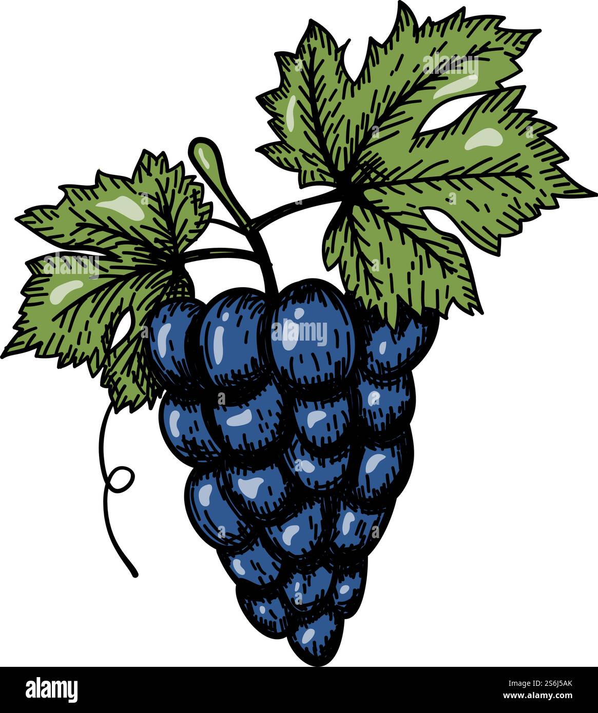 Icon Of Grape. Hand Drawn Sketch Design. Vector Illustration Stock ...