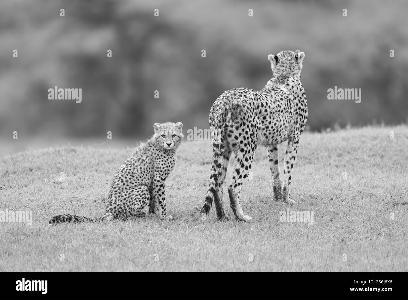 Mono cheetah cub on grass behind mother Stock Photo - Alamy