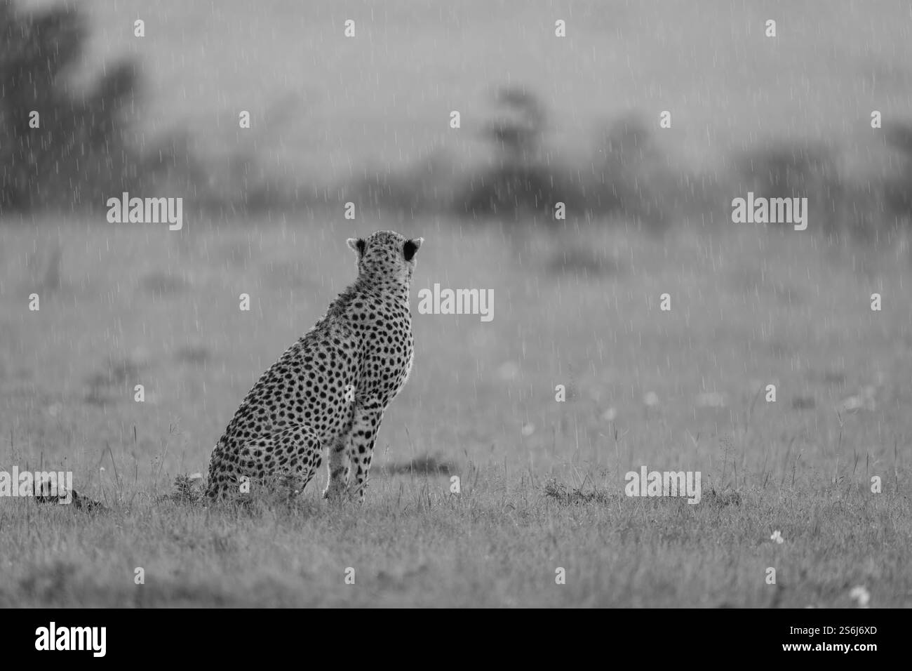 Cheetah facing Black and White Stock Photos & Images - Alamy