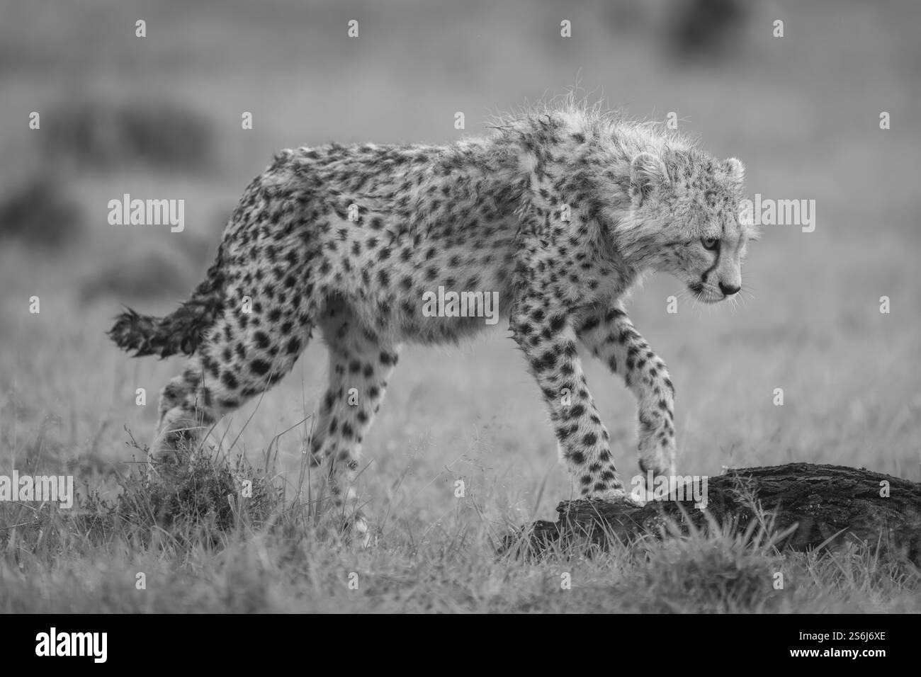 Cheetah cub Black and White Stock Photos & Images - Alamy