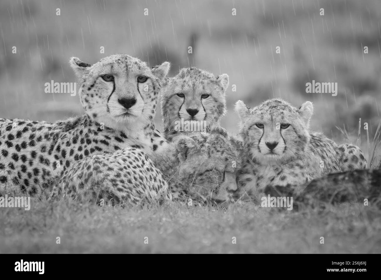 Lying with cub in grass Black and White Stock Photos & Images - Alamy