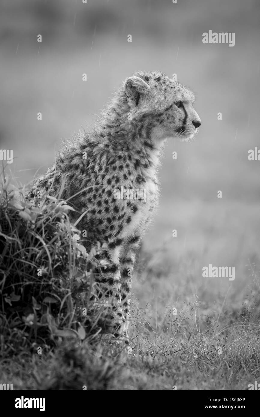 Cheetah cub Black and White Stock Photos & Images - Alamy