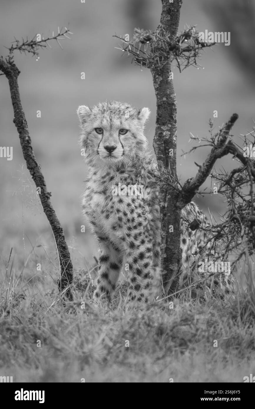 Cheetah cub watching Black and White Stock Photos & Images - Alamy