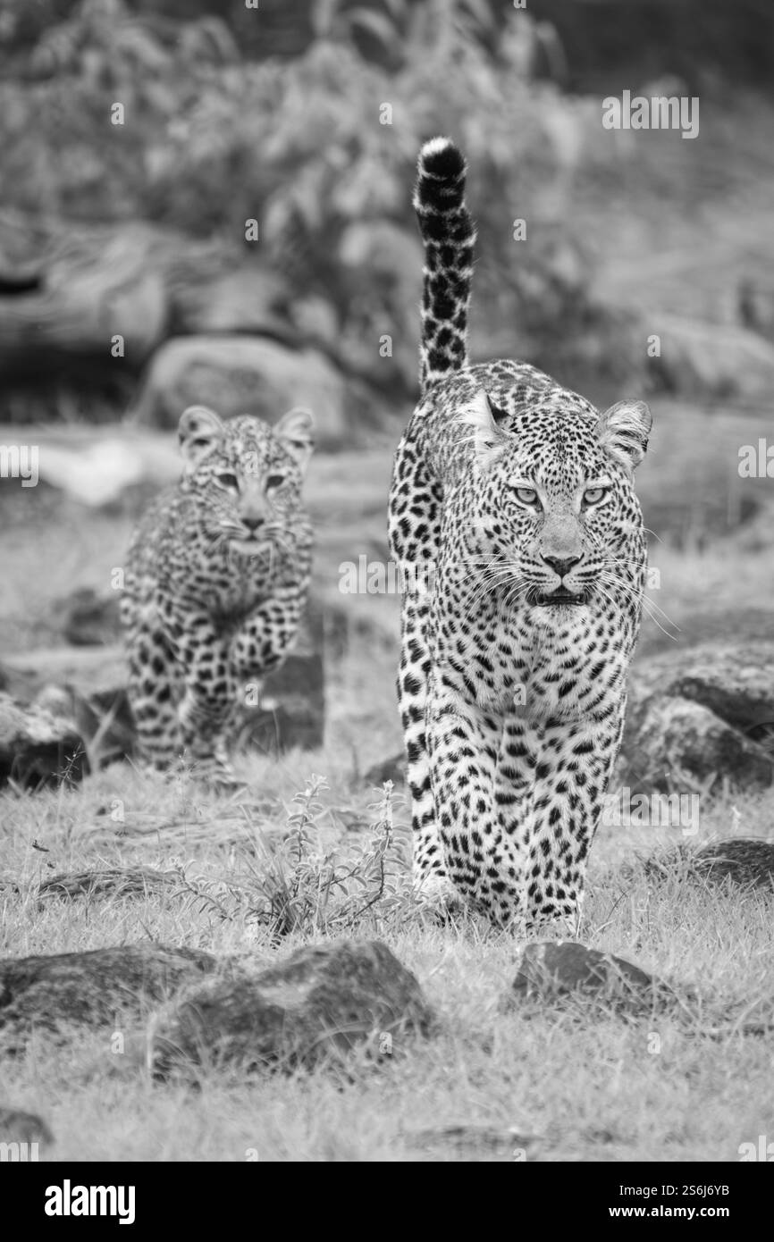 Towards daylight Black and White Stock Photos & Images - Alamy