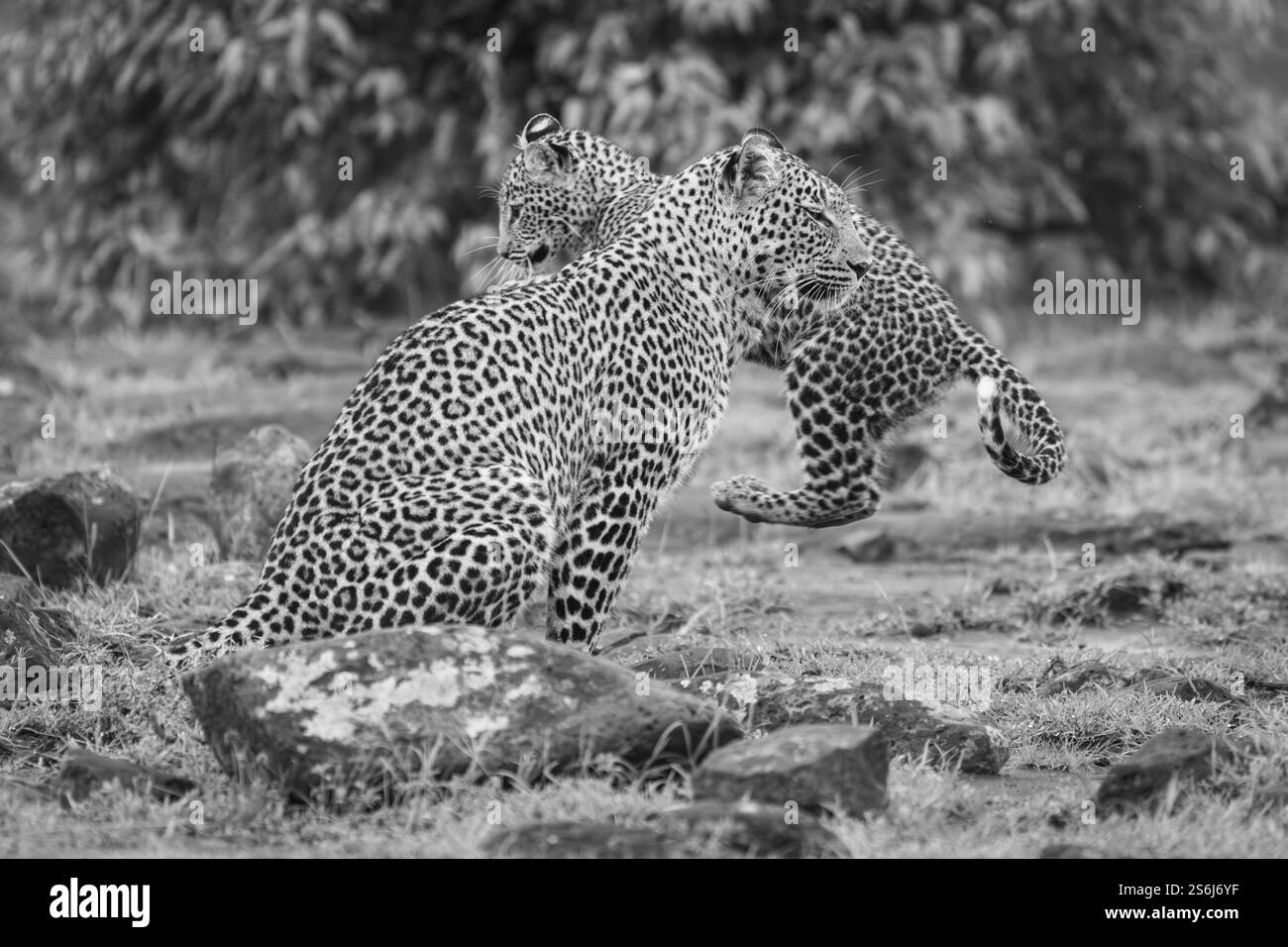 Mono cub jumps past leopard among rocks Stock Photo - Alamy