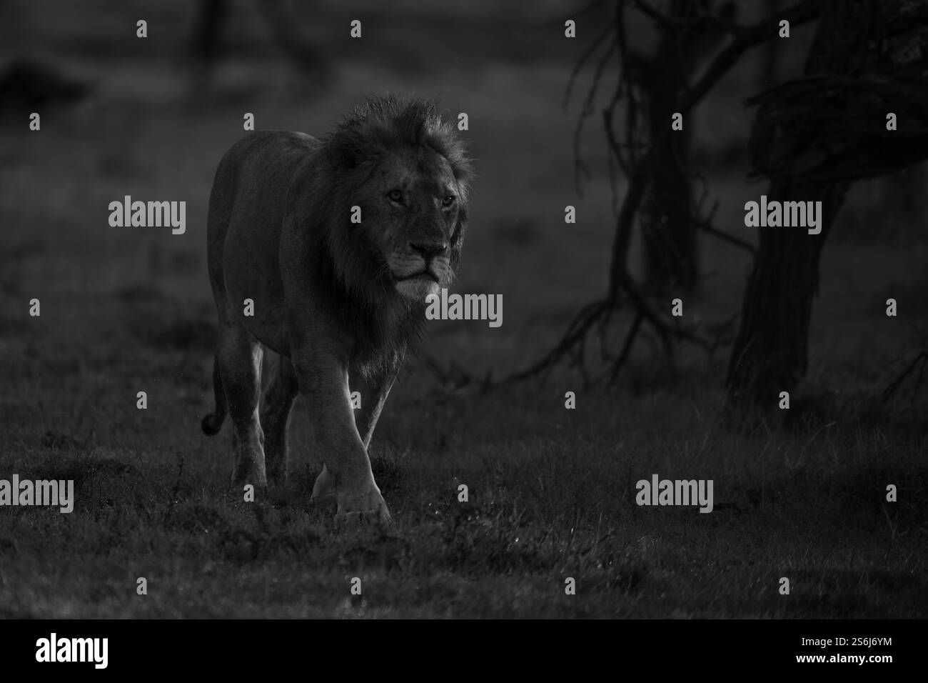 Male lion walking bushes hi-res stock photography and images - Alamy