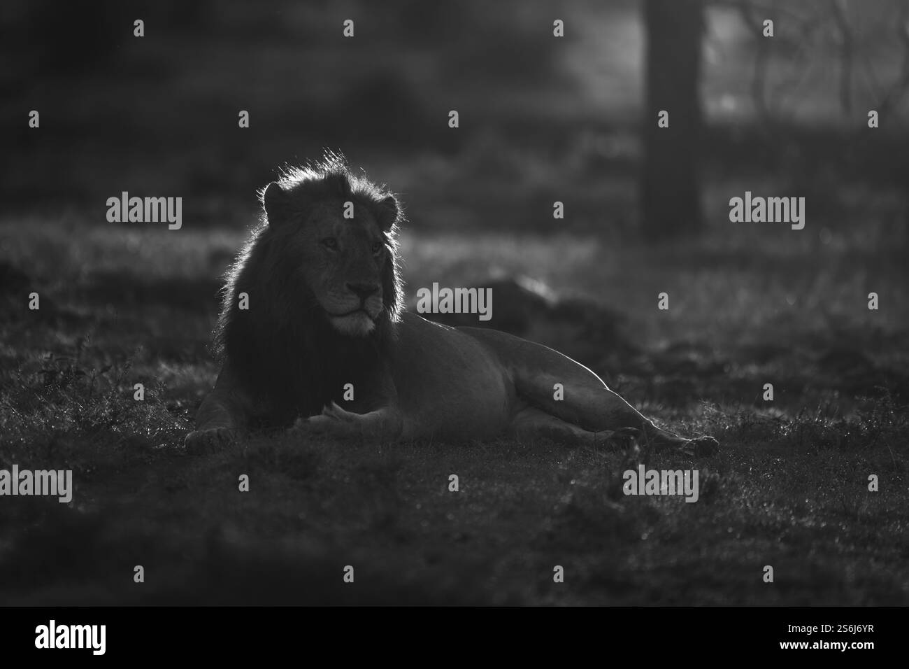 Mono lion lying on grass at dawn Stock Photo - Alamy