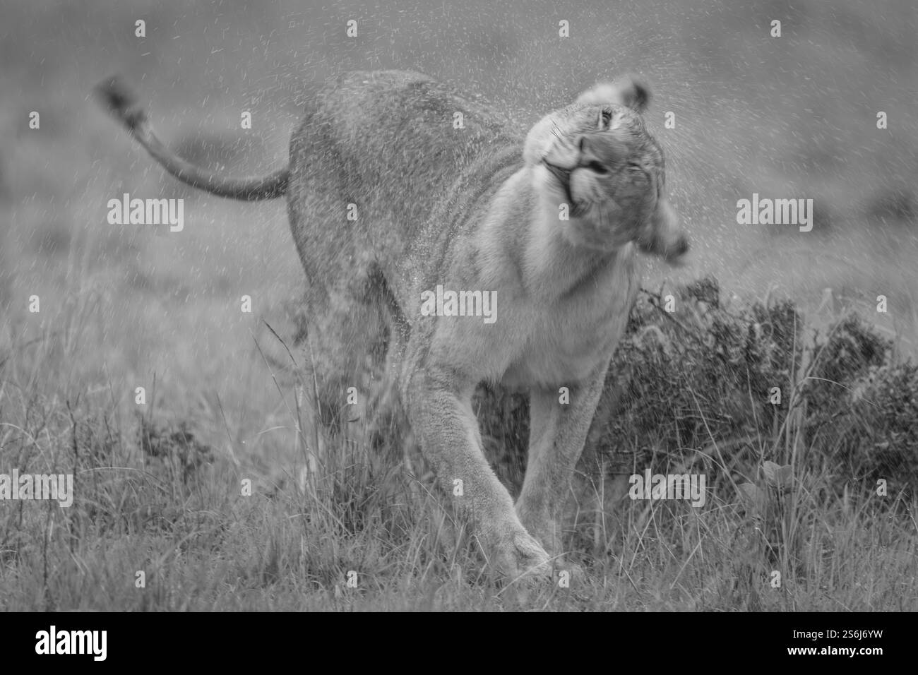 Lioness panthera leo stands Black and White Stock Photos & Images - Alamy