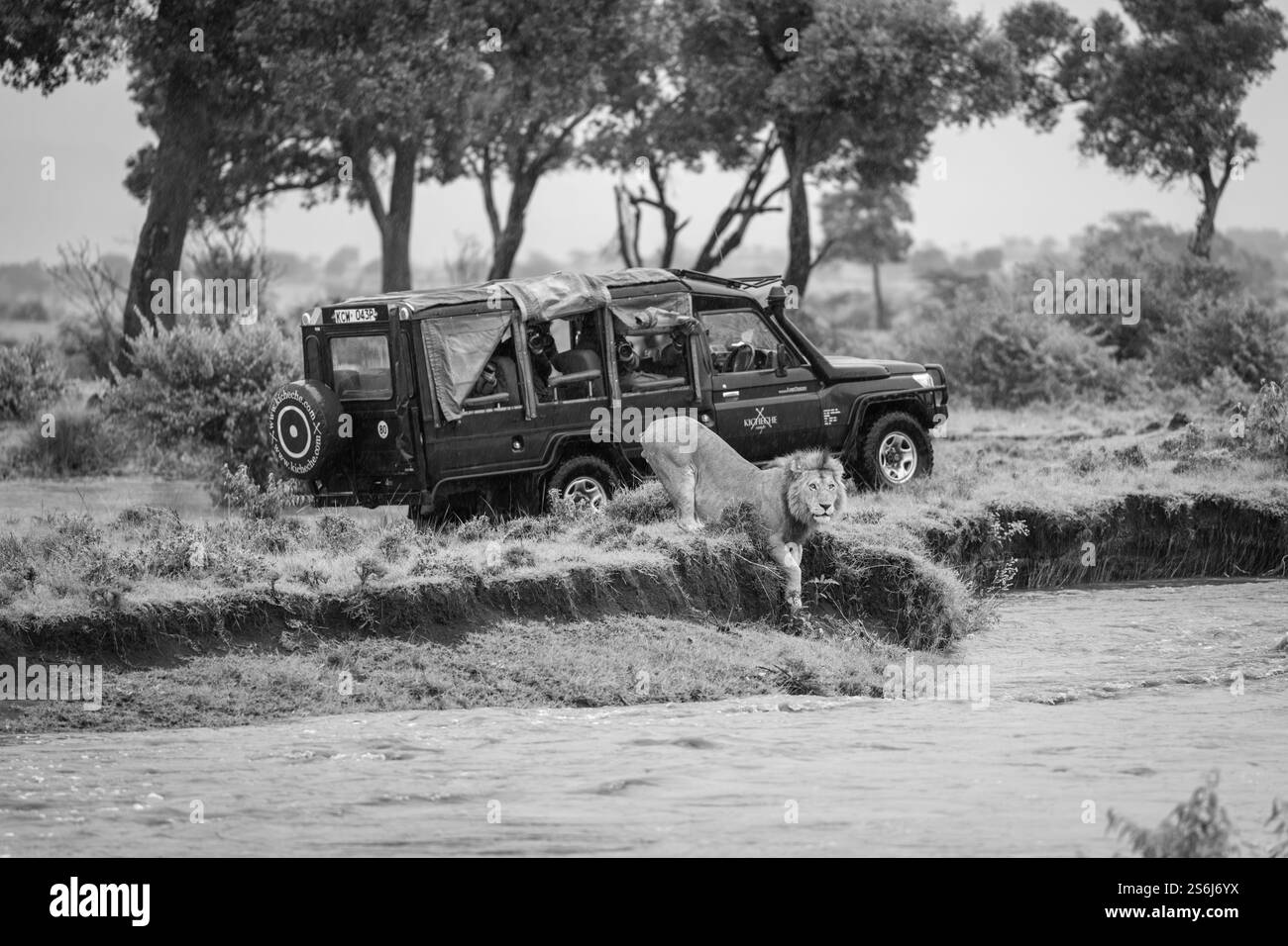 Mono lion lies on riverbank by jeep Stock Photo - Alamy