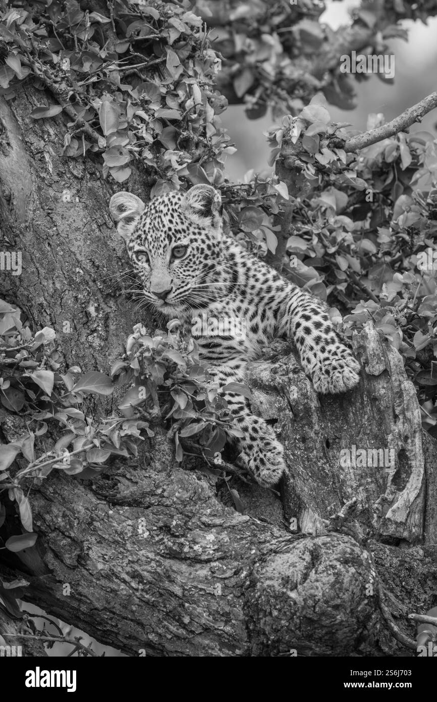 Mono leopard cub in tree staring down Stock Photo - Alamy