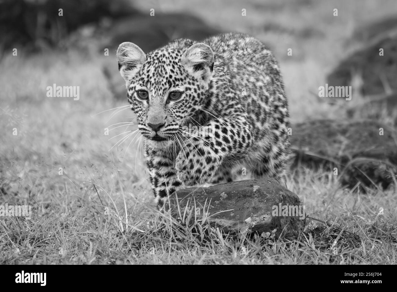 Mono leopard cub crosses rocks lifting forepaw Stock Photo - Alamy