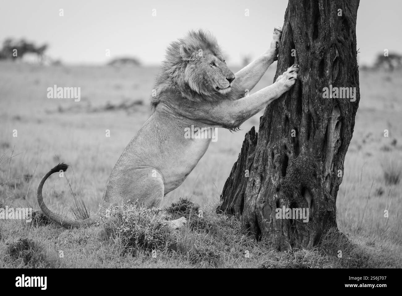 Paws of lion Black and White Stock Photos & Images - Alamy