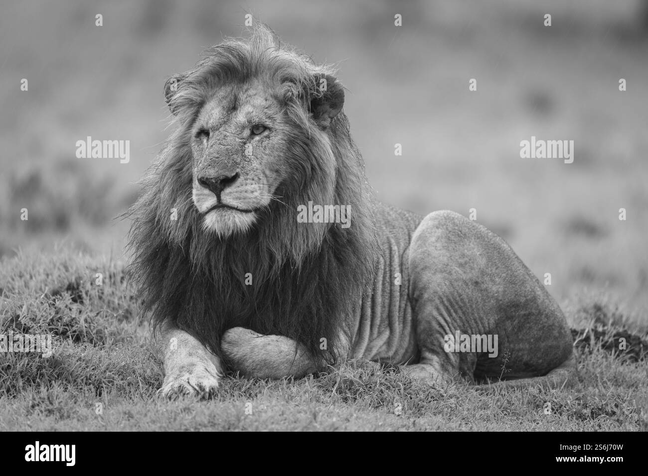 Mono one-eyed male lion lies on mound Stock Photo - Alamy