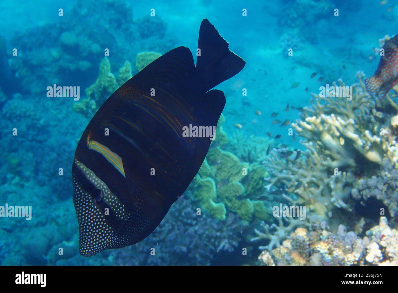 Indian sailfin tang (Zebrasoma desjardinii) fish,Desjardin's sailfin ...