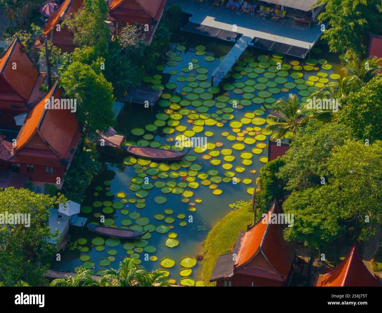 A vibrant aerial view of a lotus pond with green leaves, wooden boats ...