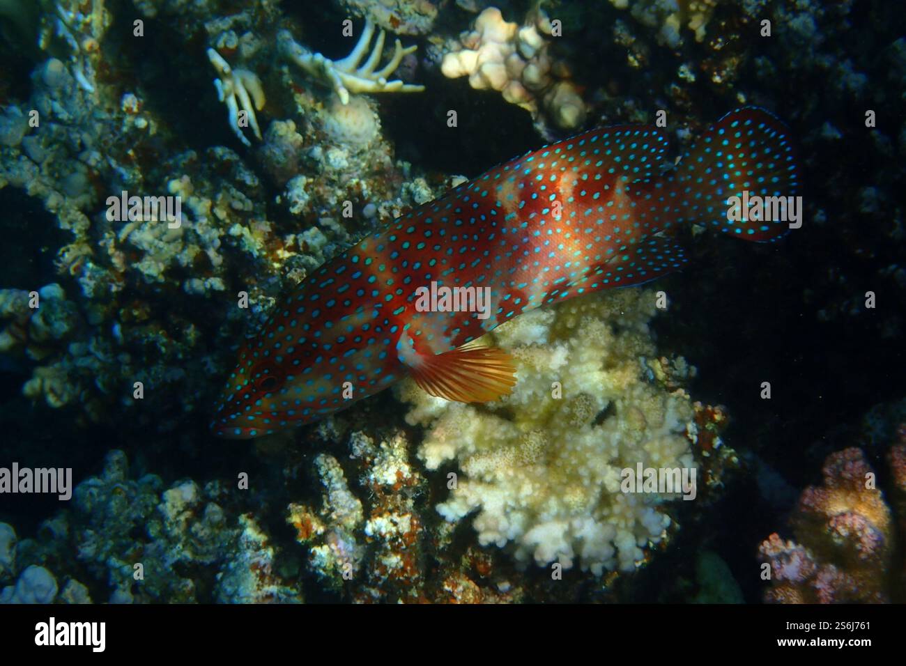 unknown fish from red sea Egypt, Hurghada Stock Photo - Alamy