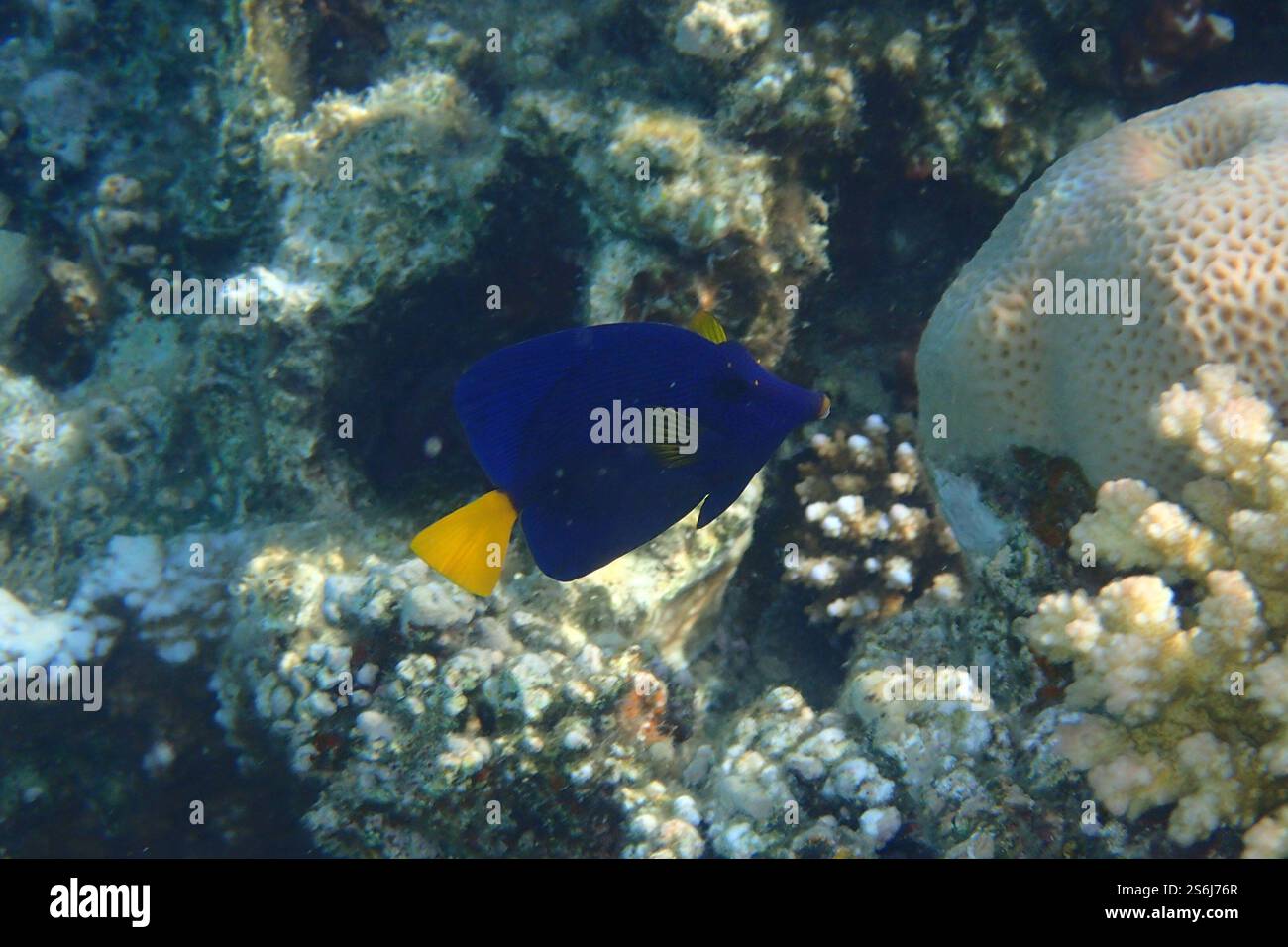 Yellowtail tang - (Zebrasoma xanthurum) fish from the Red sea Stock ...
