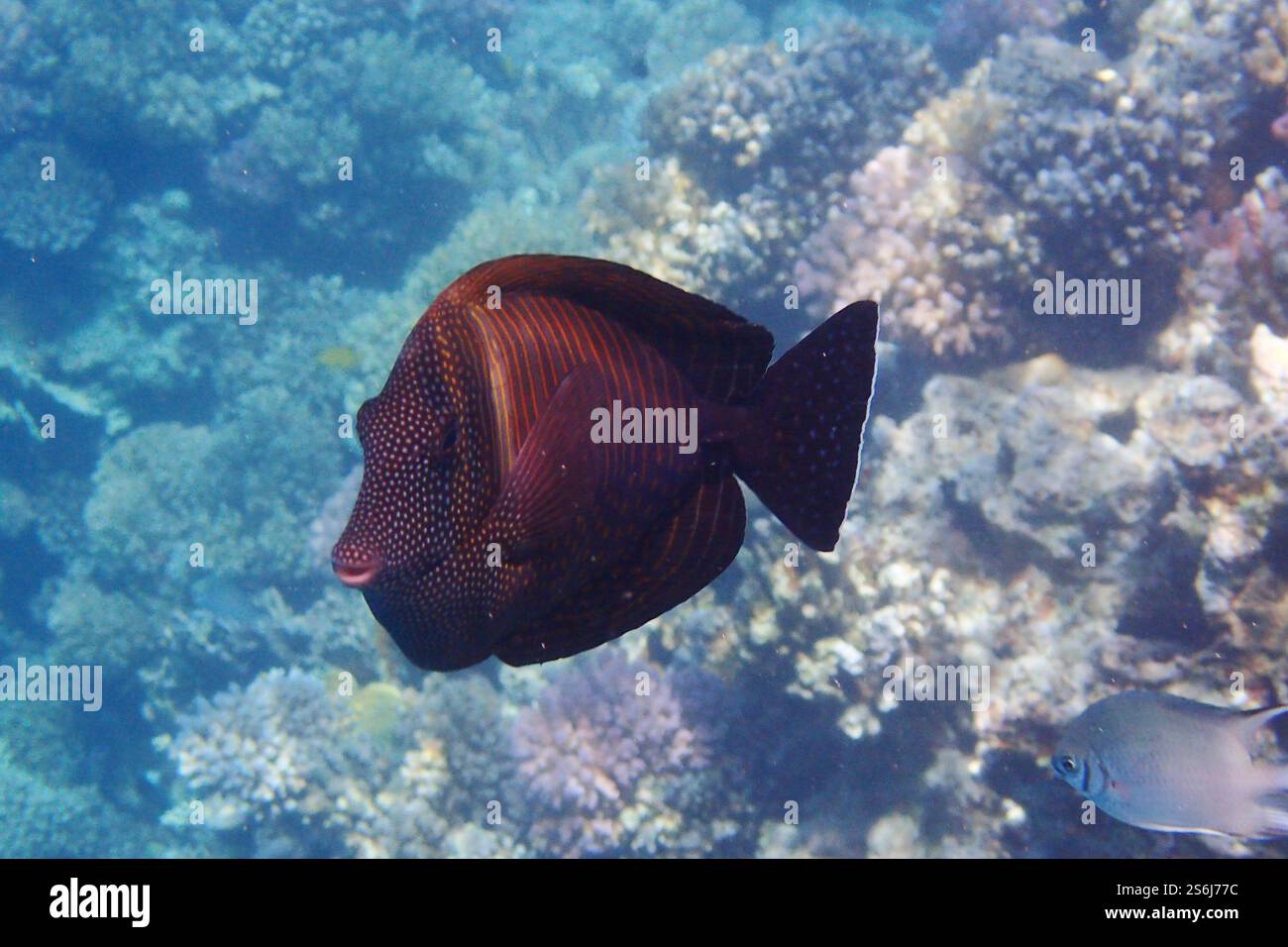 three-spot dascyllus (dascyllus trimaculatus) from the red sea Stock ...