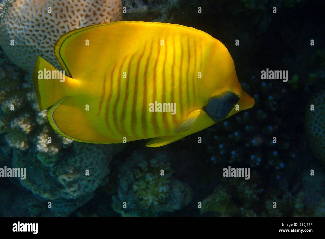Bluecheek butterflyfish, Chaetodon semilarvatus from the Red Sea Stock ...