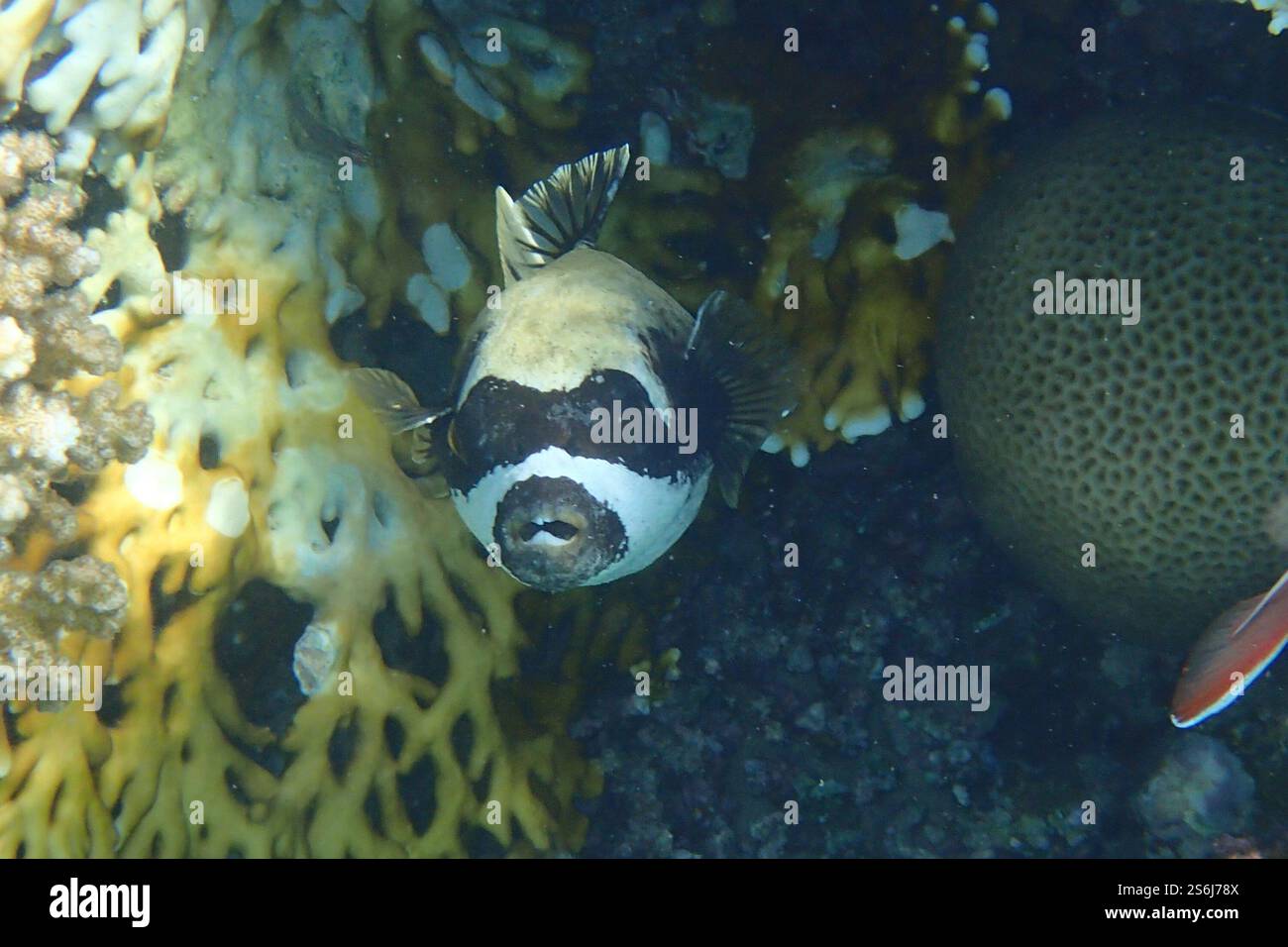 The masked puffer, Arothron diadematus fish from the Red sea Stock ...