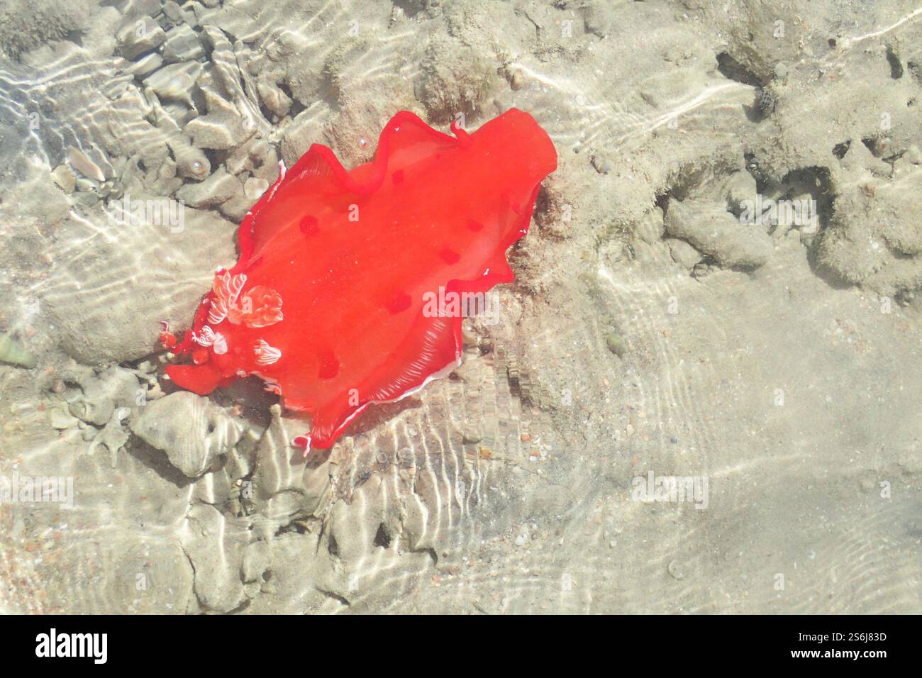 Juvenile Spanish Dancer (Hexabranchus sanguineus) as sea snail from the ...