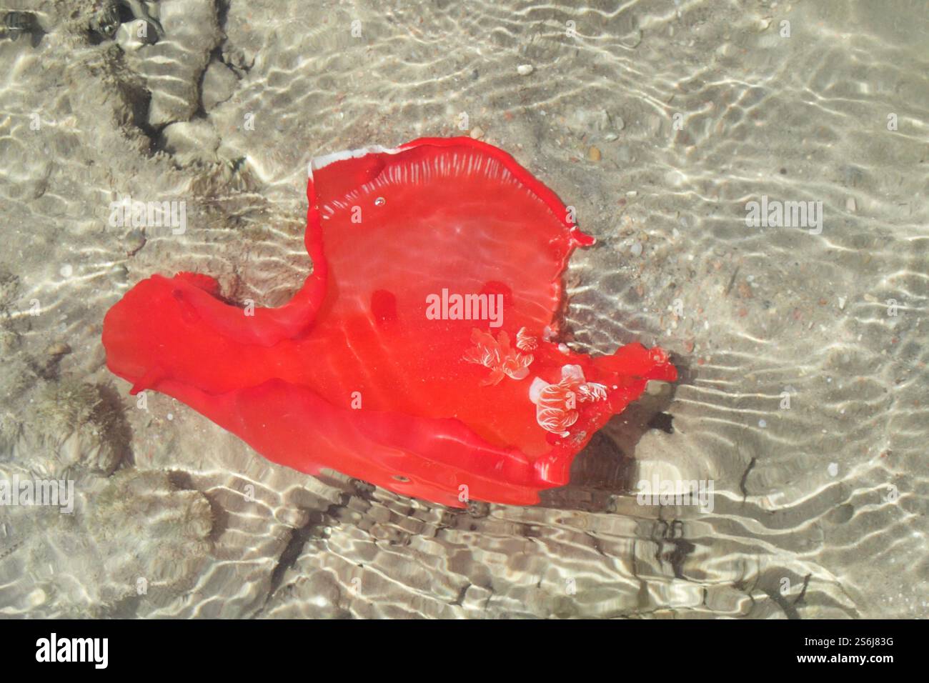 Juvenile Spanish Dancer (Hexabranchus sanguineus) as sea snail from the ...